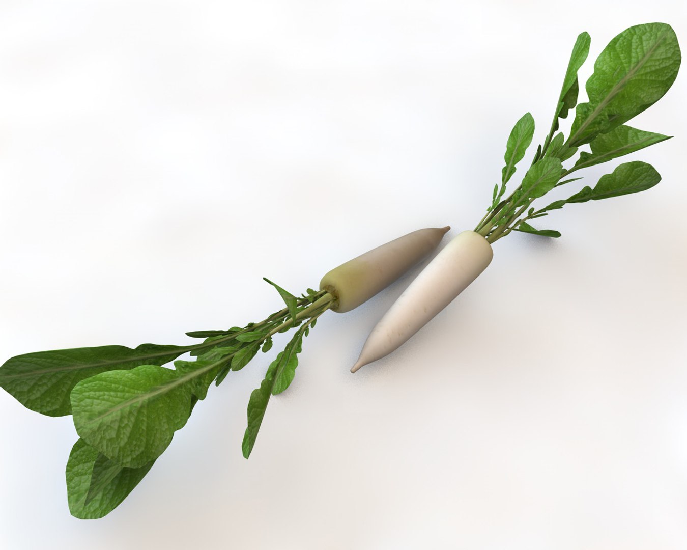 3D Radish Model - TurboSquid 1544505