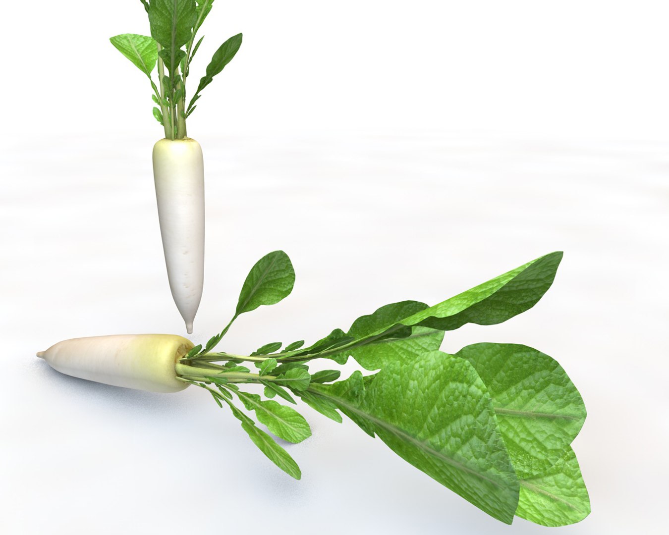 3D Radish Model - TurboSquid 1544505