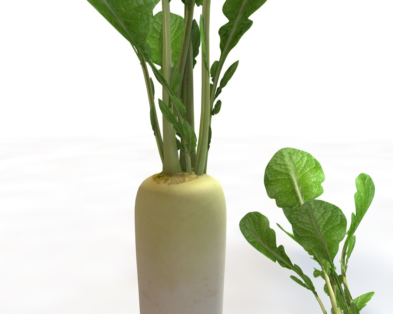3D Radish Model - TurboSquid 1544505