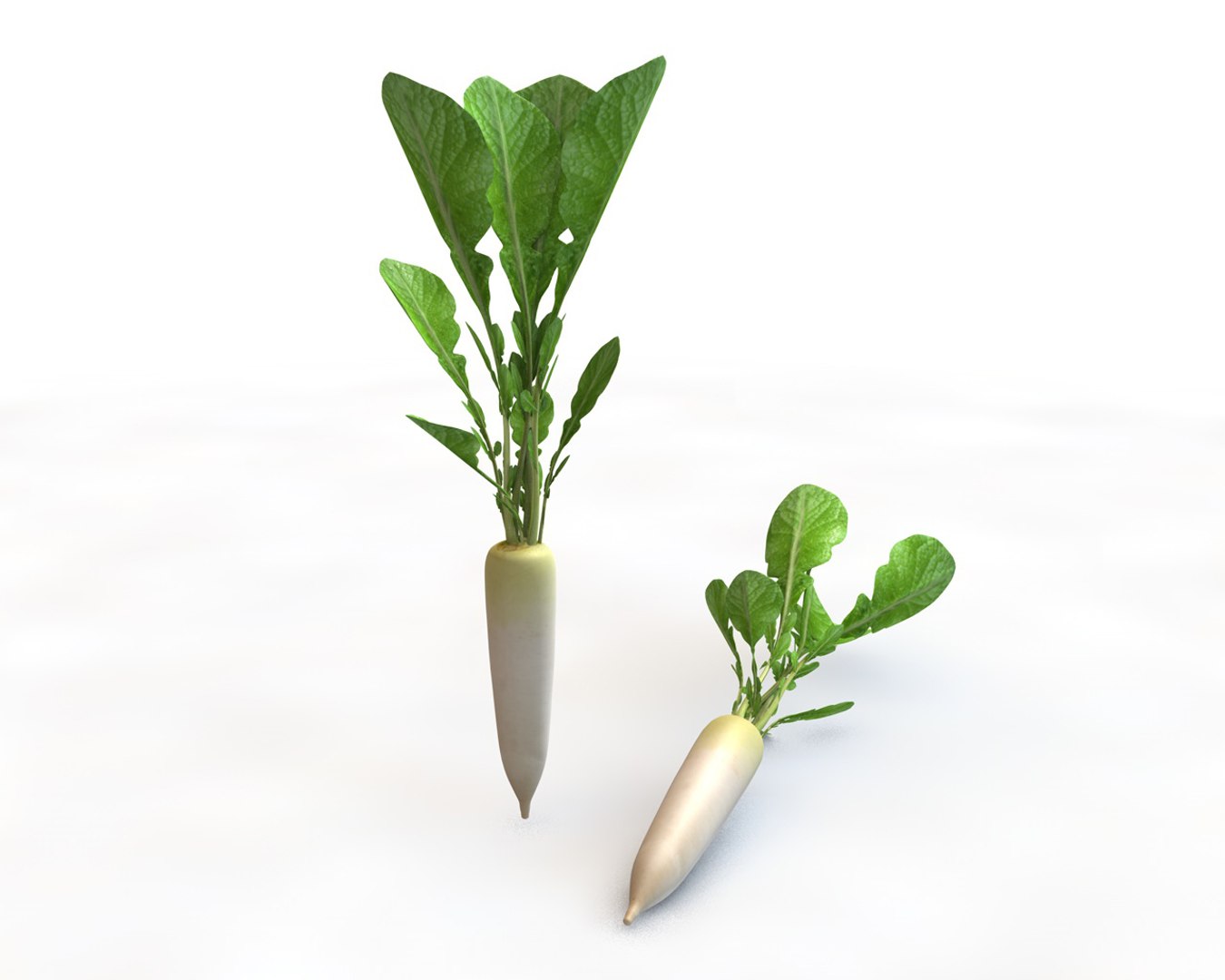 3D Radish Model - TurboSquid 1544505