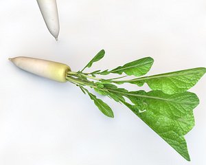 3d model realistic turnip real