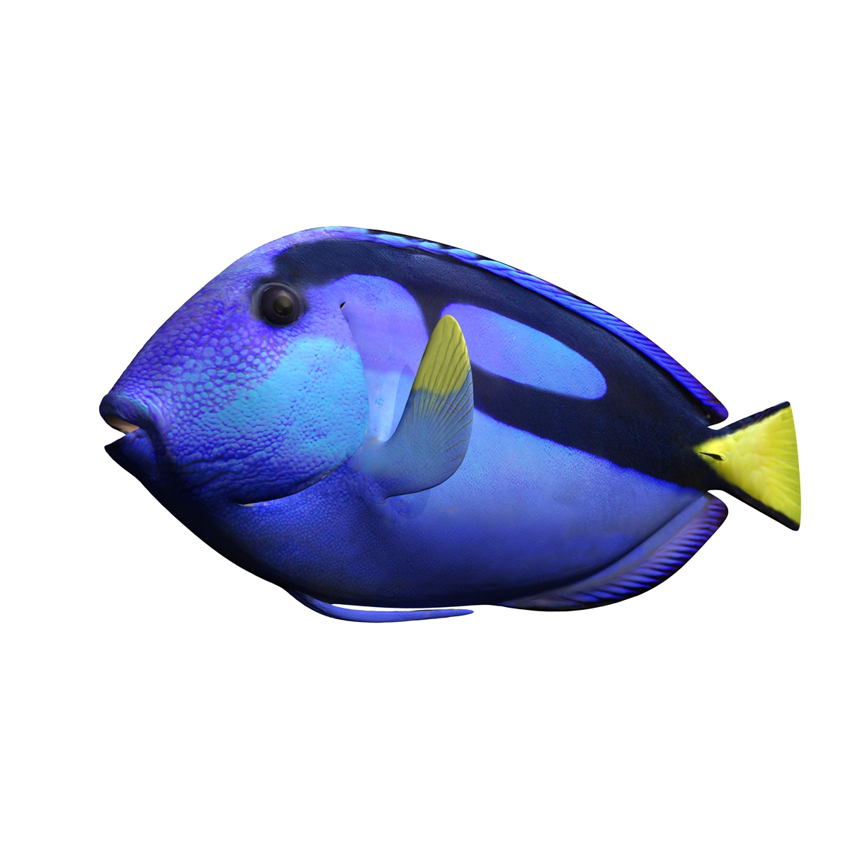3d realistic blue tang model