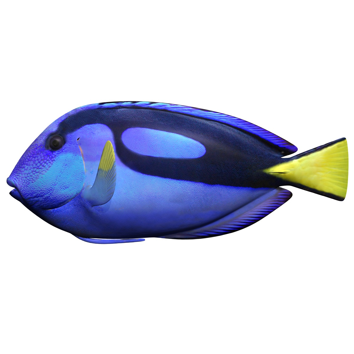 3d realistic blue tang model