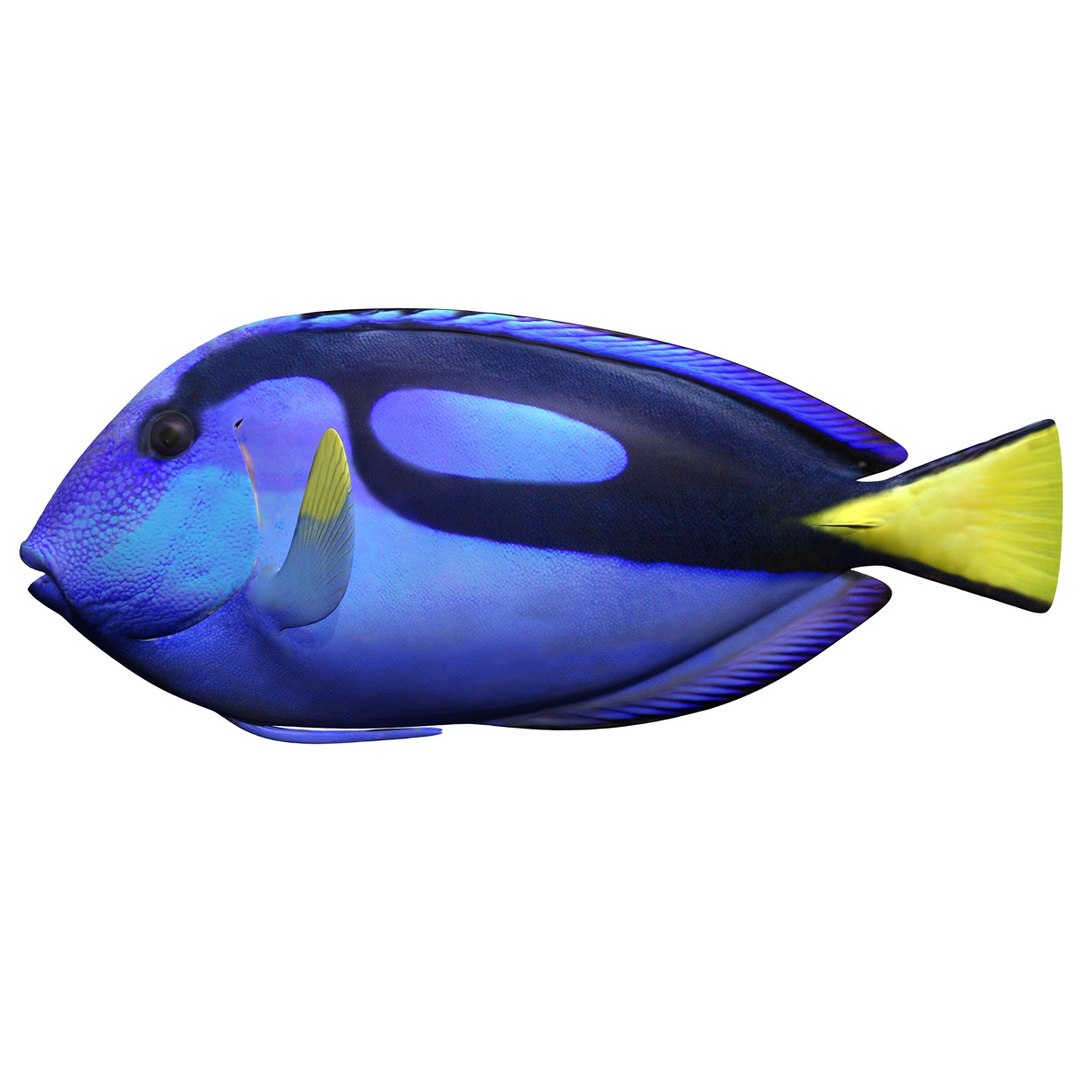 3d Realistic Blue Tang Model