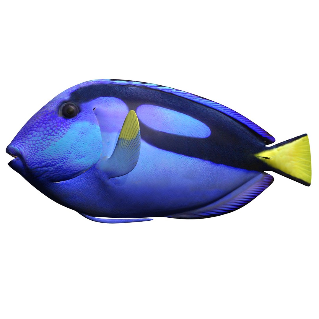 3d Realistic Blue Tang Model