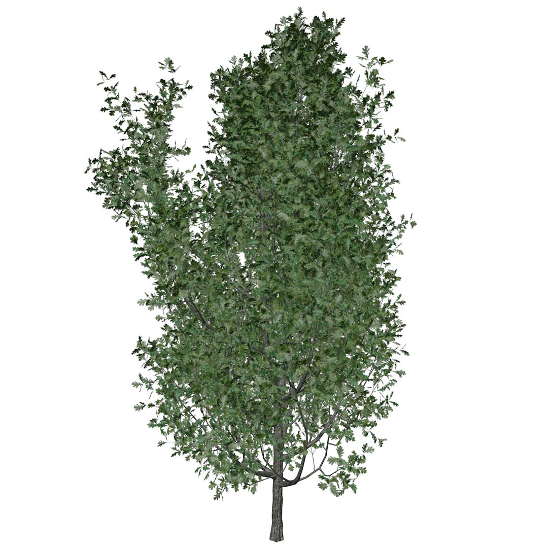 3D Cypress Oak Tree - 05 - Model - TurboSquid 2375797
