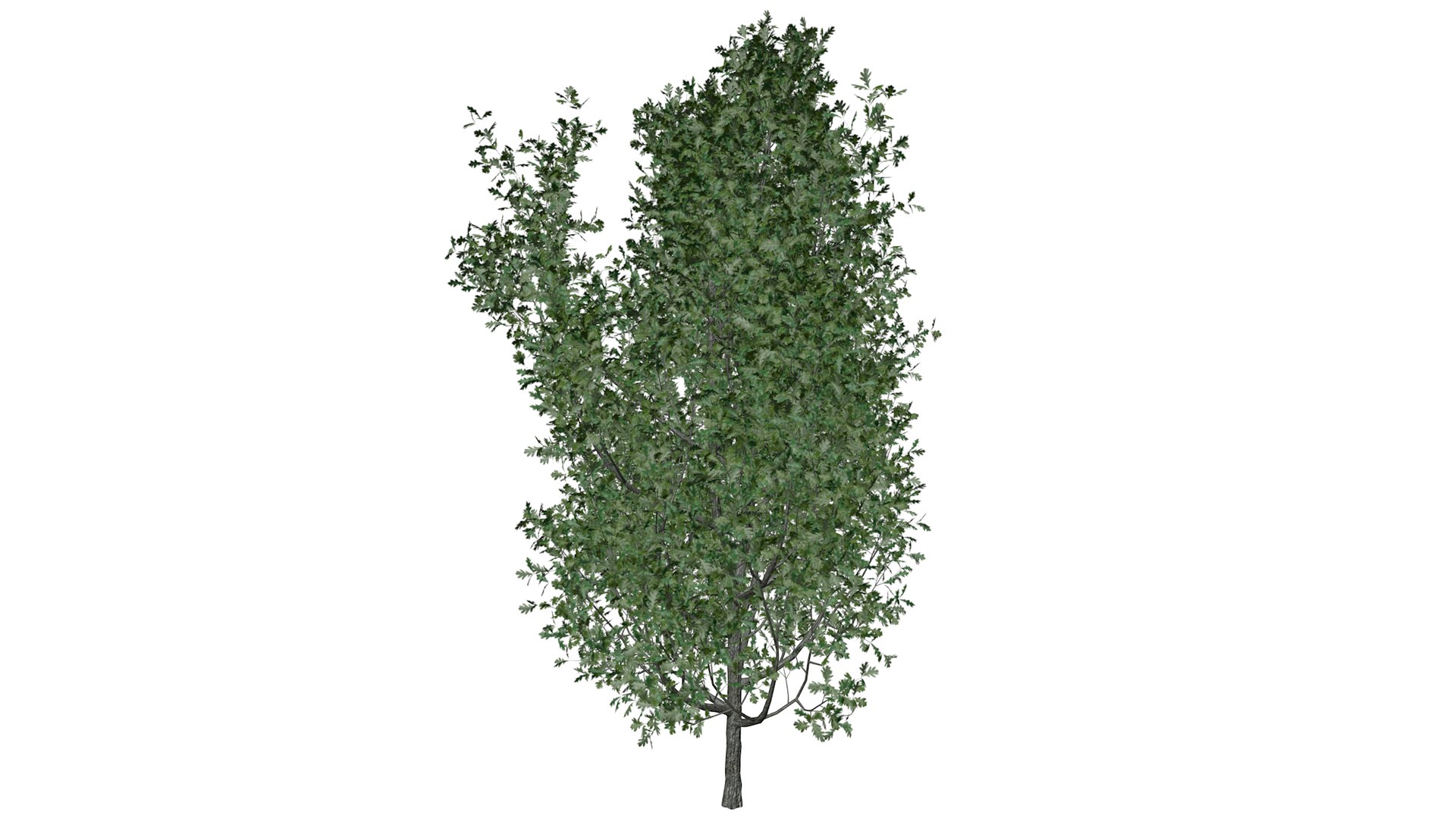 3D Cypress Oak Tree - 05 - Model - TurboSquid 2375797