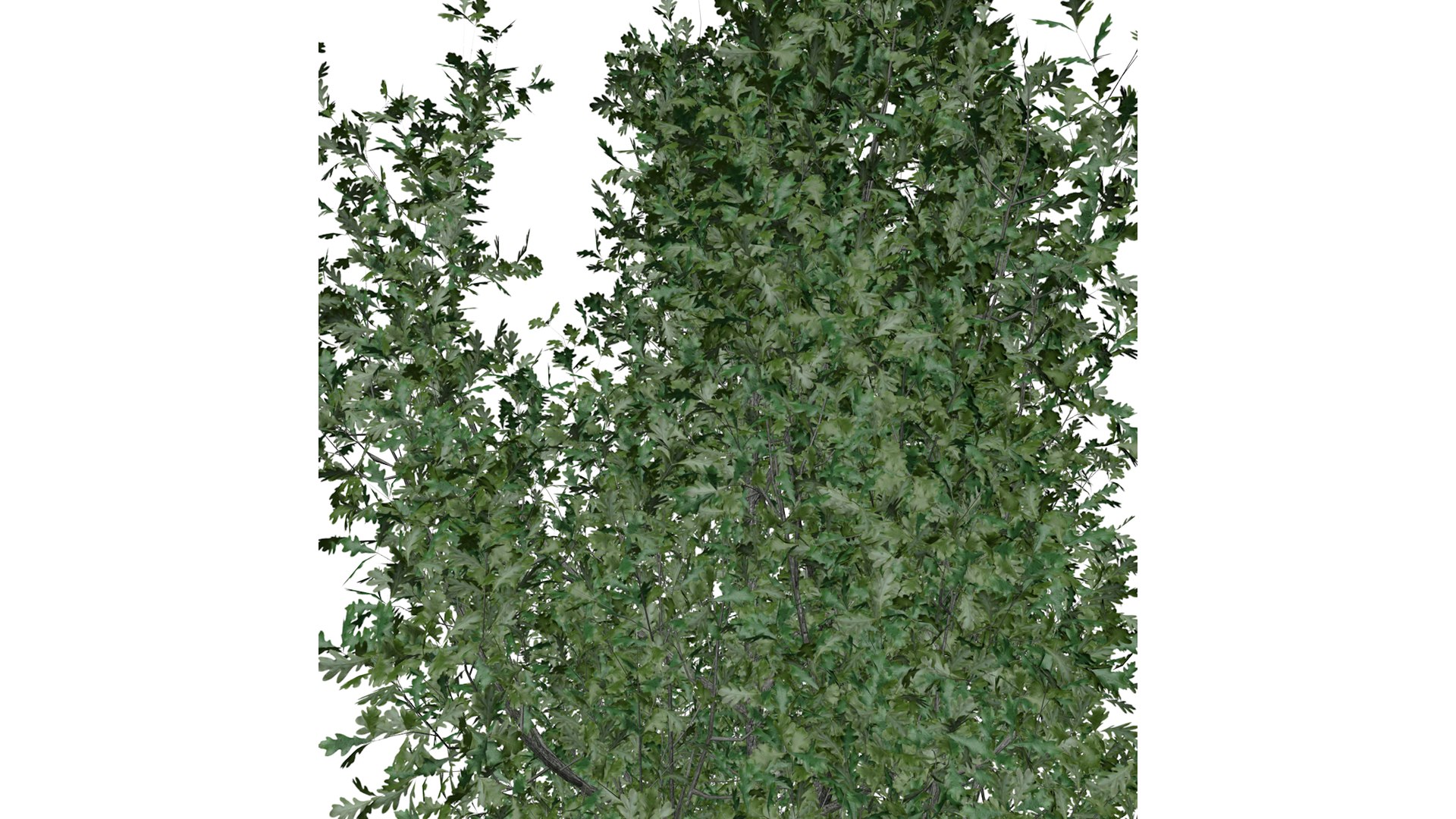 3D Cypress Oak Tree - 05 - Model - TurboSquid 2375797