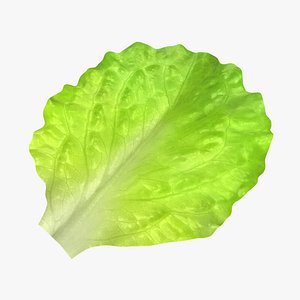 lettuce texture 3d