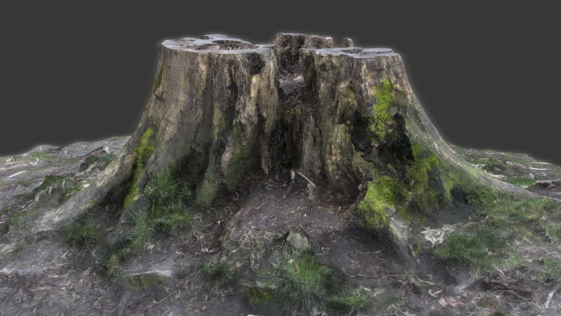 3d Model Tree Stump Scanned