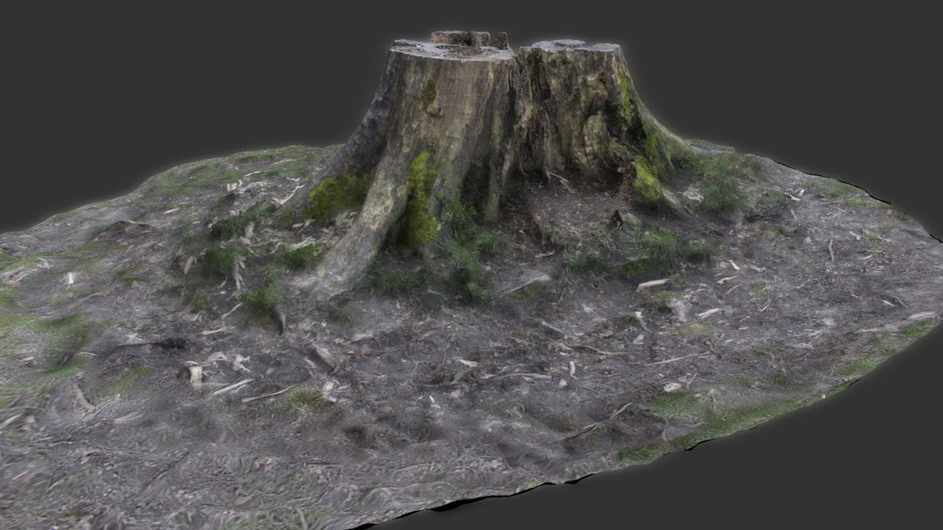 3d Model Tree Stump Scanned