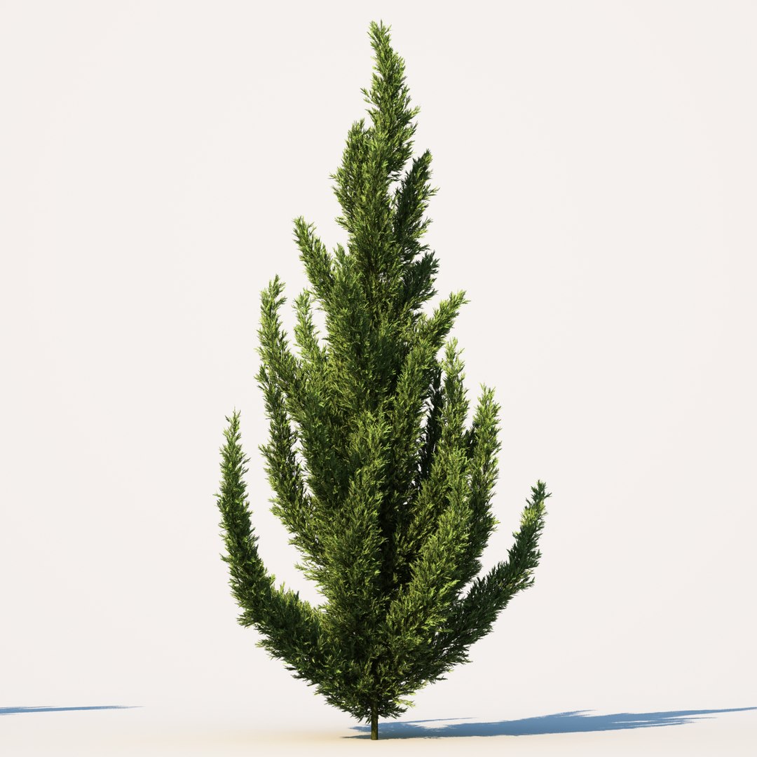 3D Model Hollywood Juniper - TurboSquid 1437129