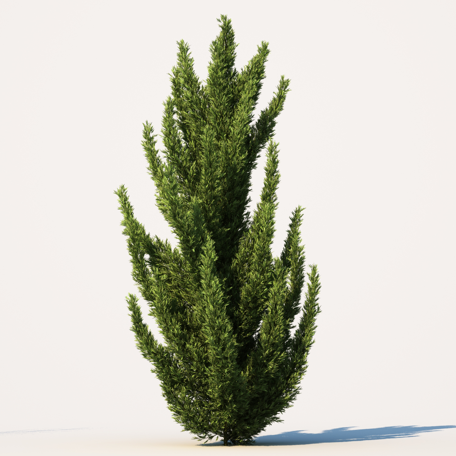 3D model hollywood juniper - TurboSquid 1437129