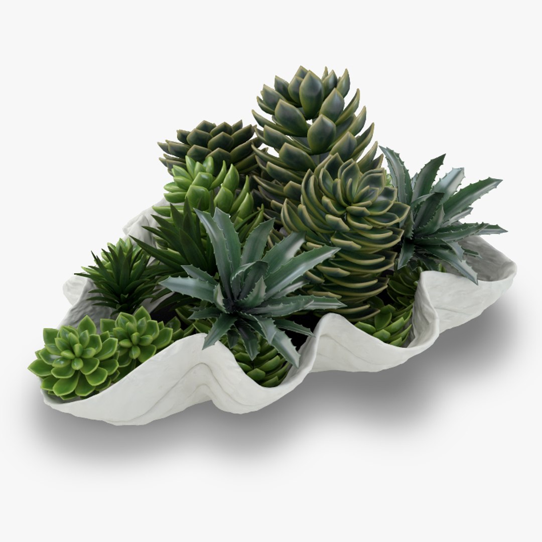 Succulent Giant Clam 3d Max
