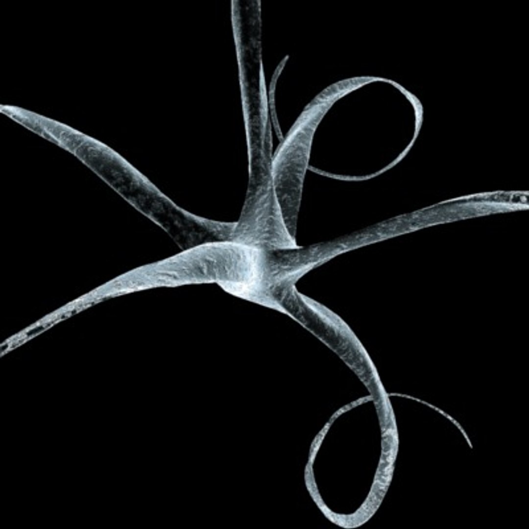 Neuron Cell Receptor Neural 3d 3ds
