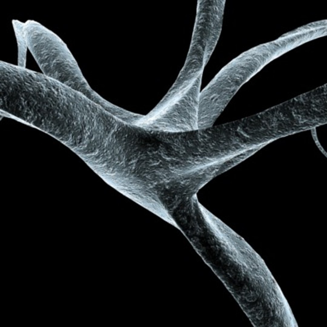 Neuron Cell Receptor Neural 3d 3ds