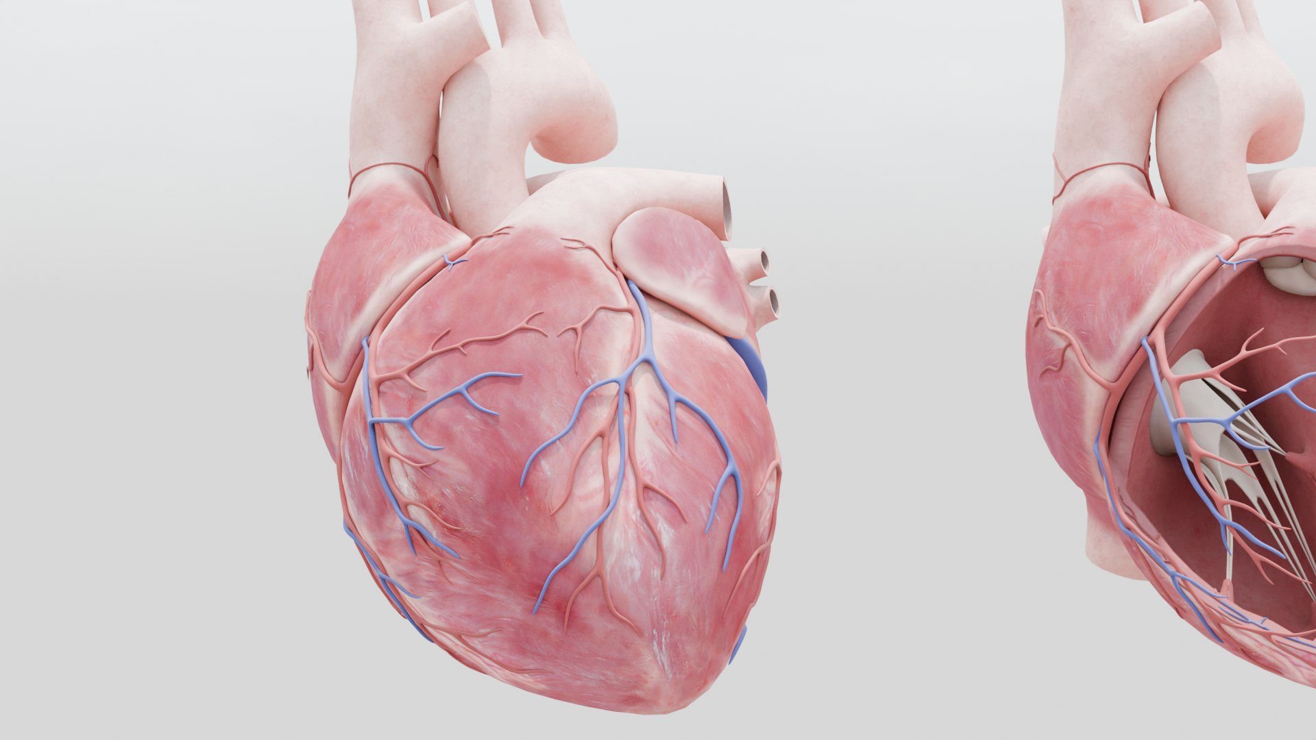 3D Heart Anatomy 3D Model Model - TurboSquid 2222706