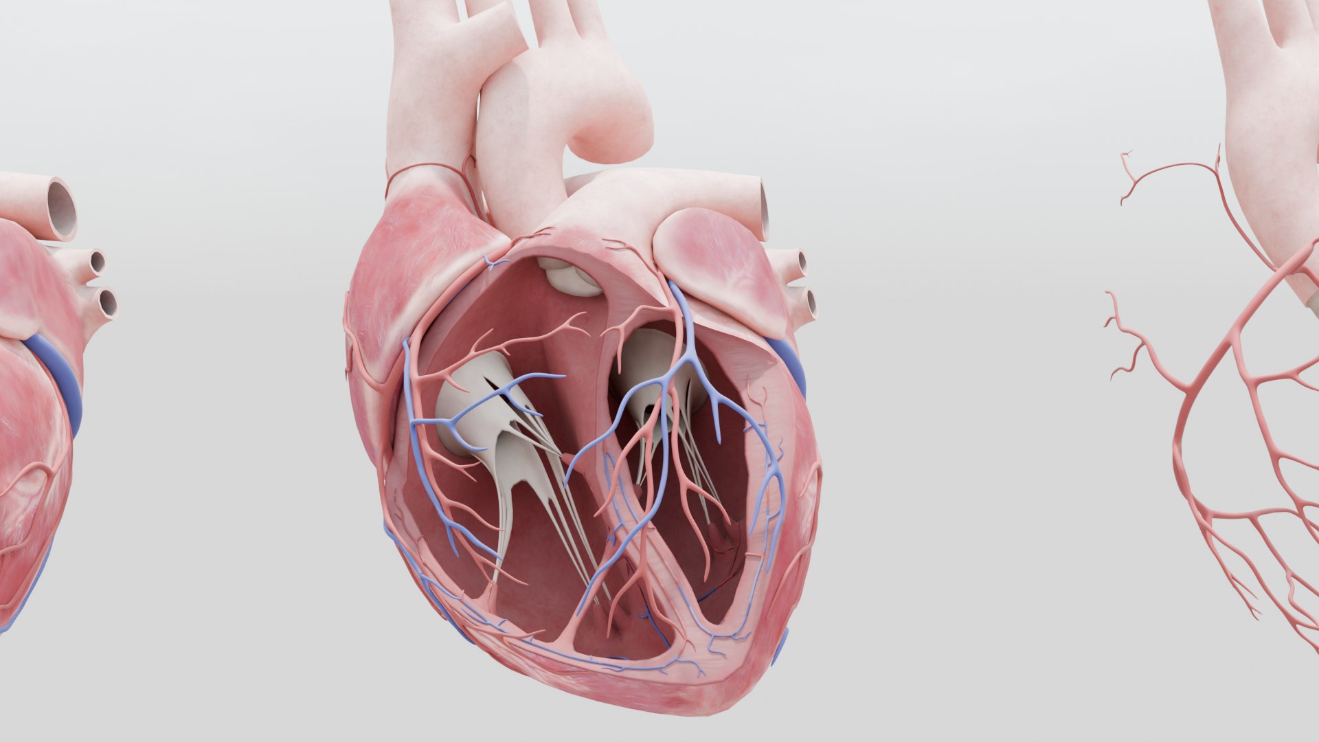 3D Heart Anatomy 3D Model Model - TurboSquid 2222706