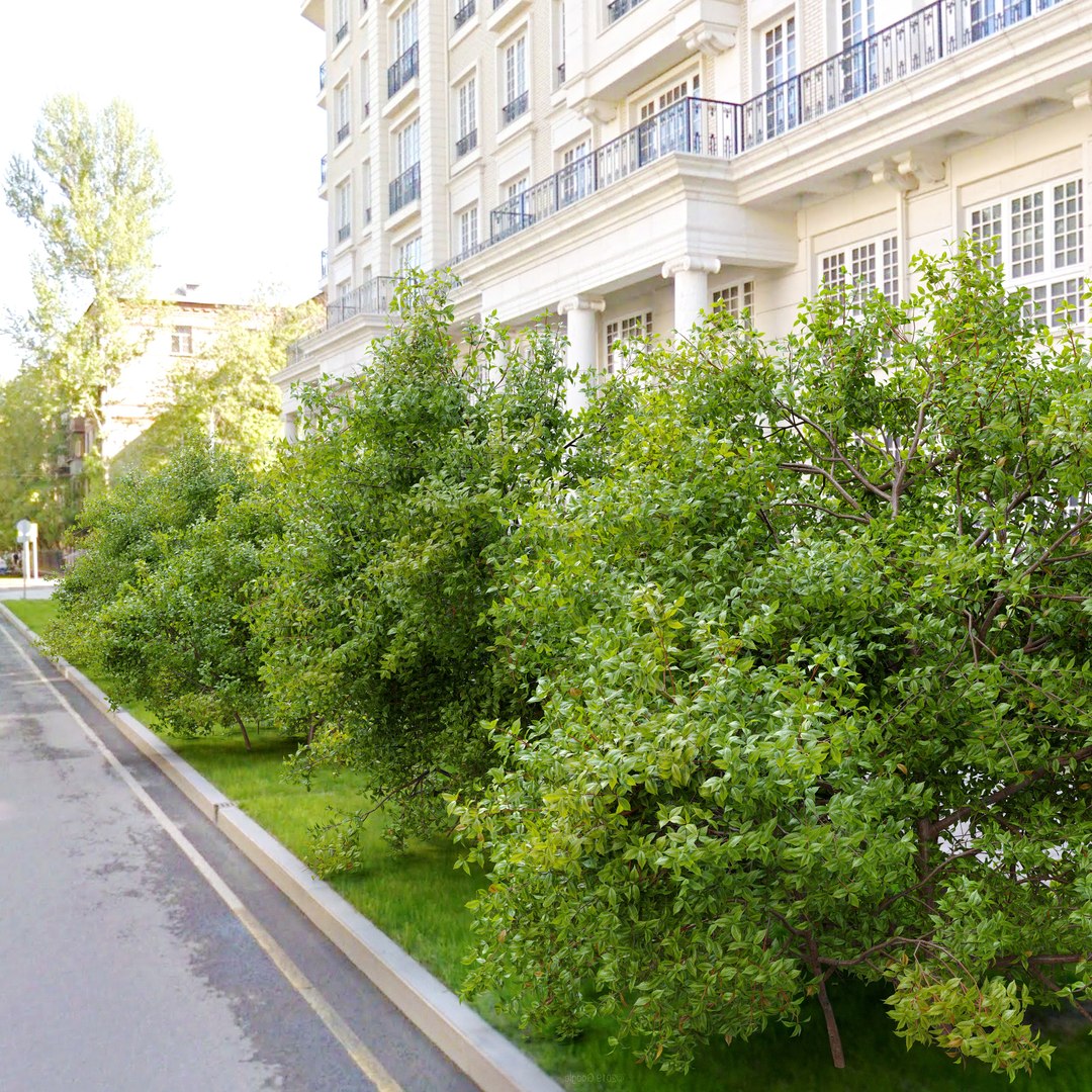 Rhamnus Californica 3D Model - TurboSquid 1947859