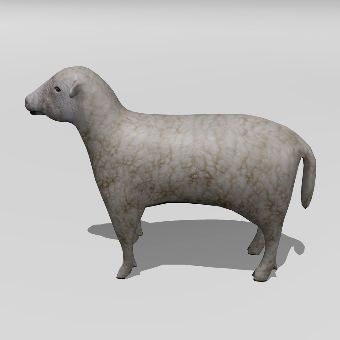 3D Lamb Model - TurboSquid 1226555
