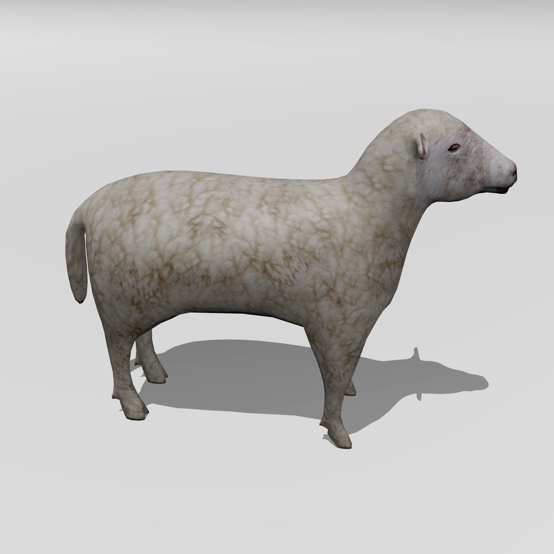 3D Lamb Model - TurboSquid 1226555