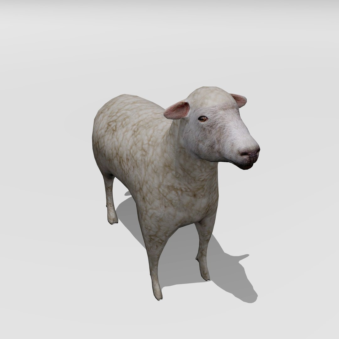 3D Lamb Model - TurboSquid 1226555
