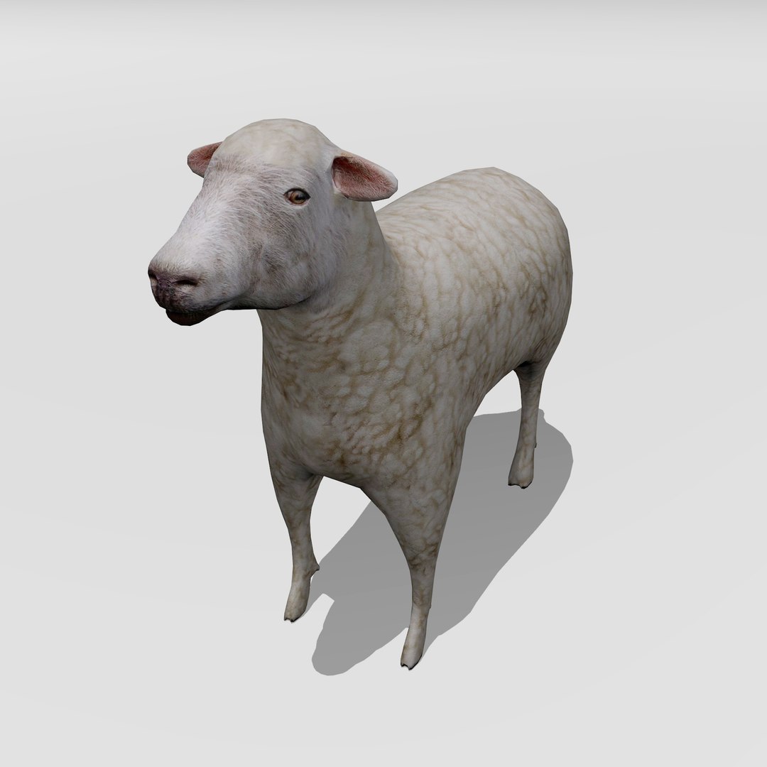 3D Lamb Model - TurboSquid 1226555