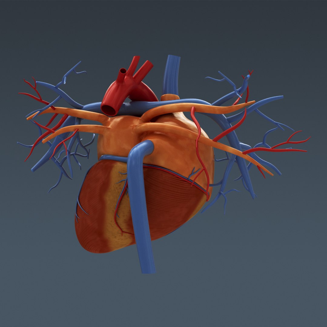 human male body circulatory 3d model