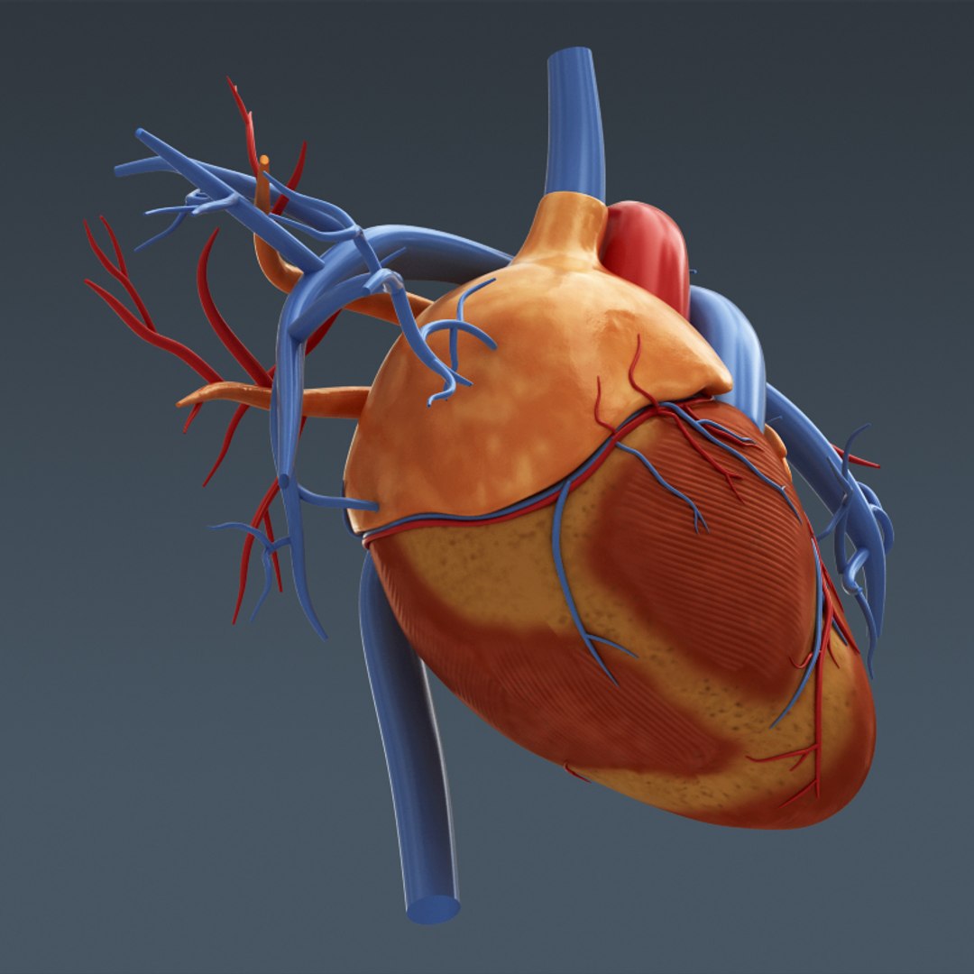 human male body circulatory 3d model