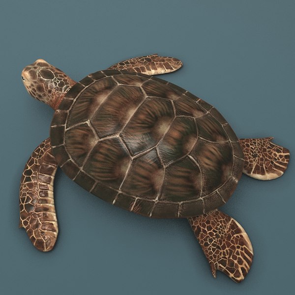 sea turtle max