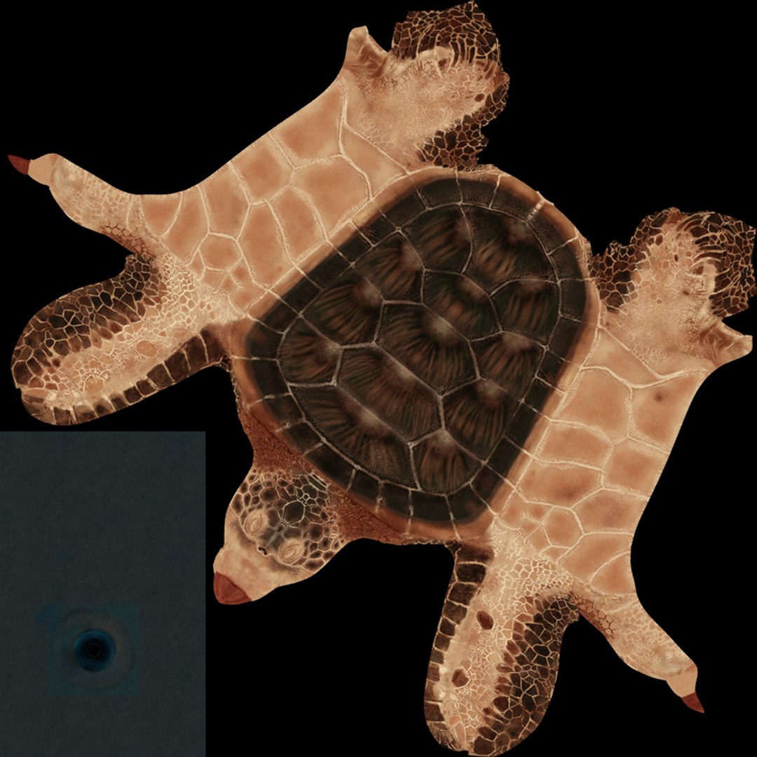 Sea Turtle Max