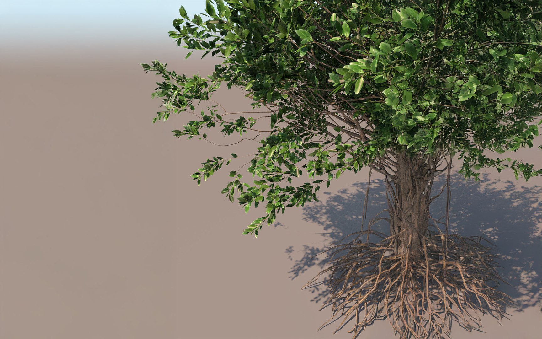 10 Mangrove Rhizophora Mangle Models Collection 3D Model - TurboSquid ...