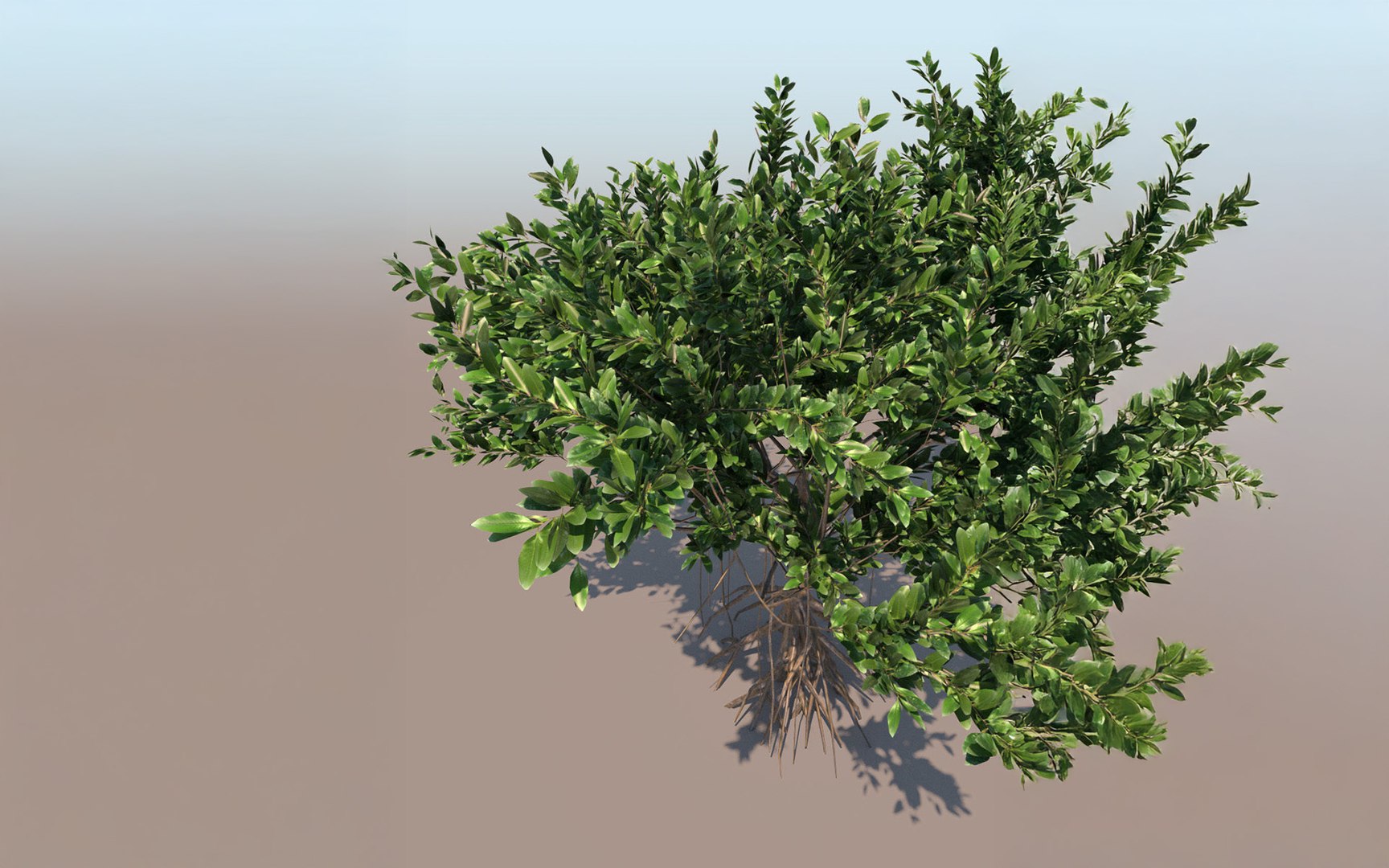10 Mangrove Rhizophora Mangle Models Collection 3D Model - TurboSquid ...