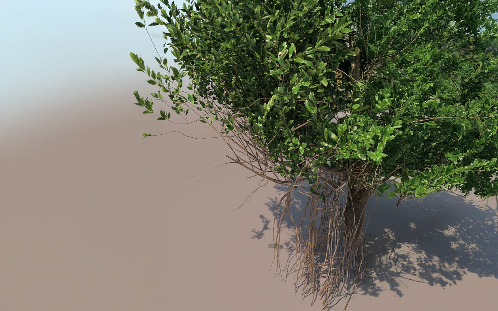 10 Mangrove Rhizophora Mangle Models Collection 3D Model - TurboSquid ...