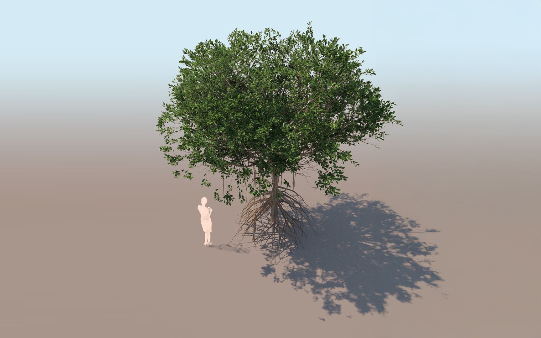 10 Mangrove Rhizophora Mangle Models Collection 3D Model - TurboSquid ...
