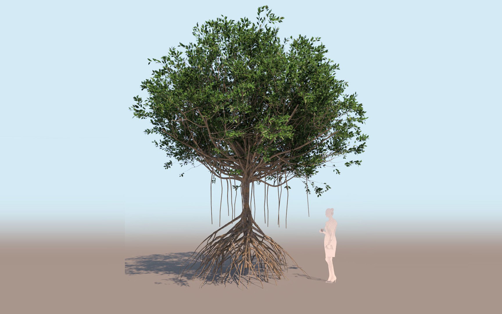 10 Mangrove Rhizophora Mangle Models Collection 3D Model - TurboSquid ...
