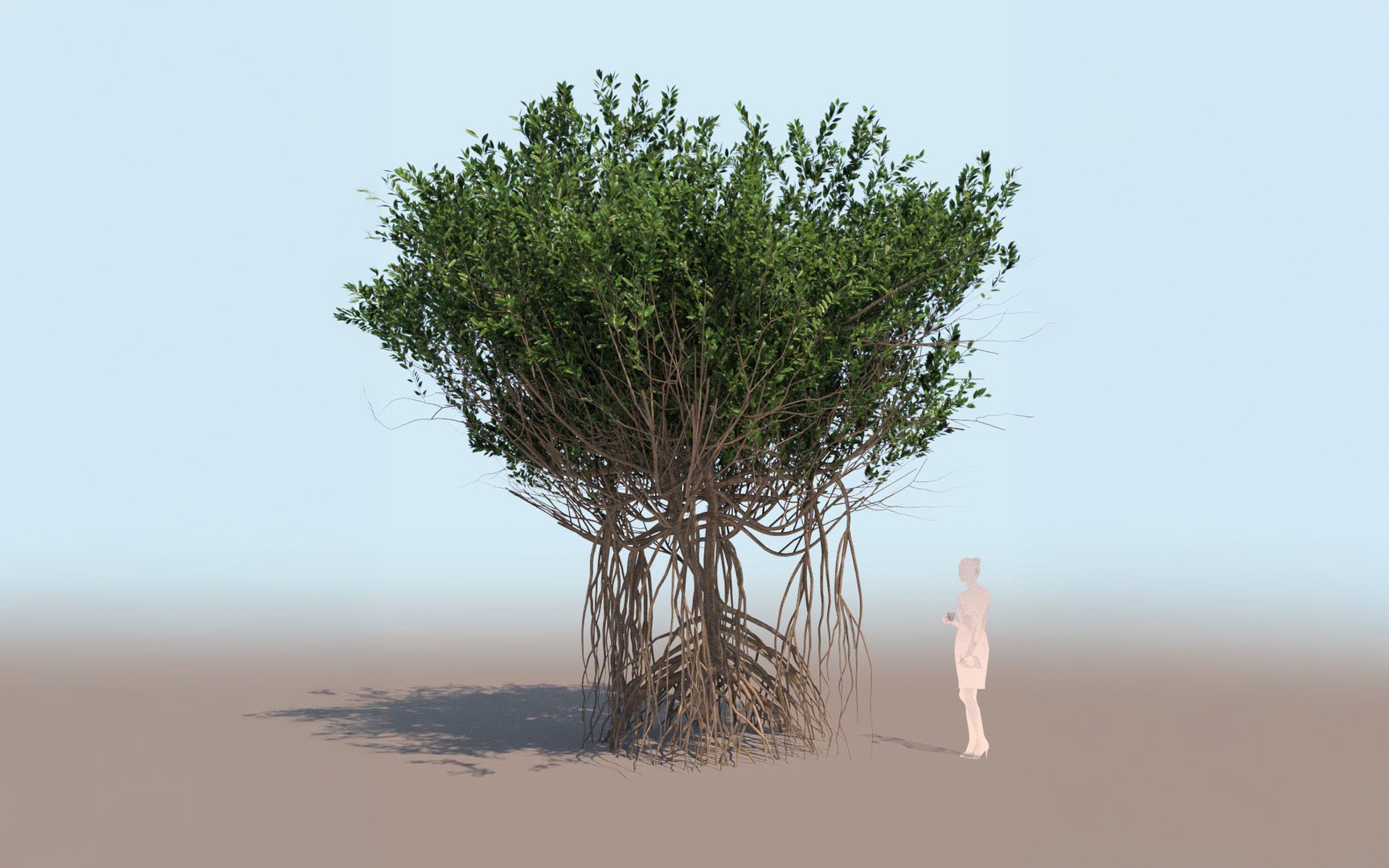 10 Mangrove Rhizophora Mangle Models Collection 3D Model - TurboSquid ...
