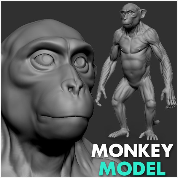 monkey 23D模型 - TurboSquid 2096633