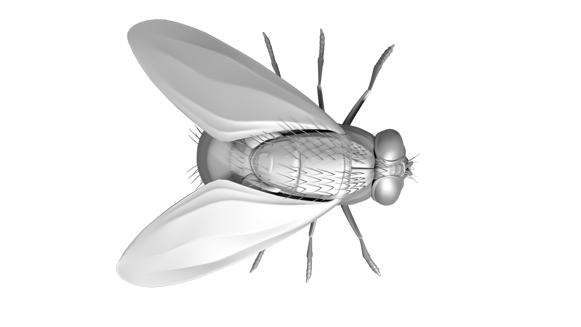 3D Fly - TurboSquid 1767498
