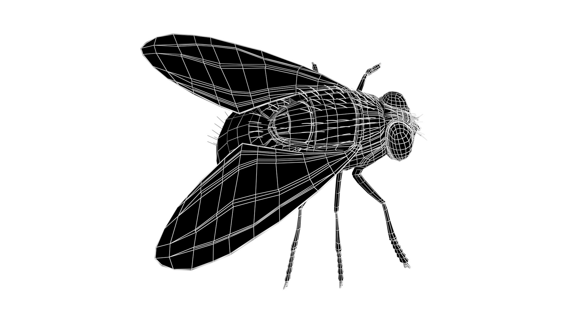 3D Fly - TurboSquid 1767498