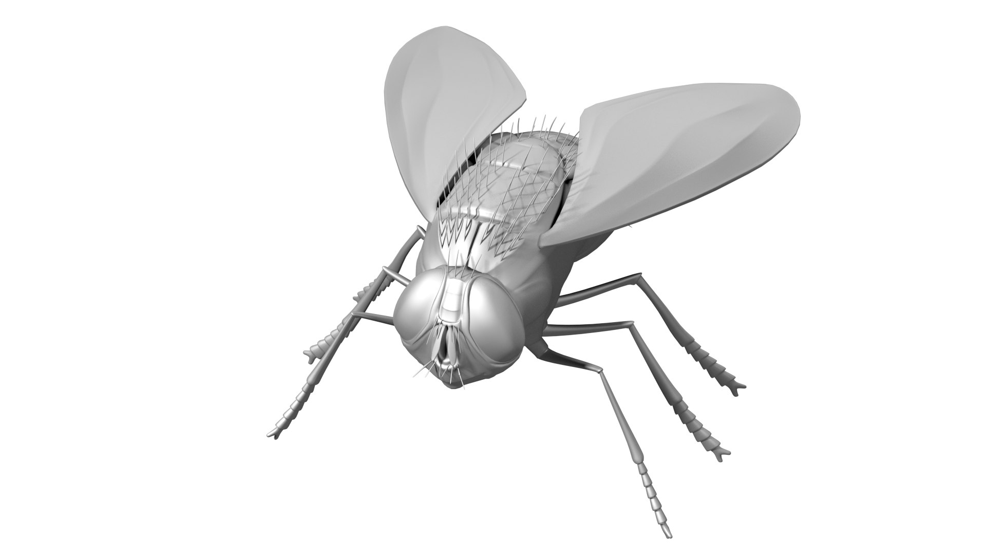 3D Fly - TurboSquid 1767498