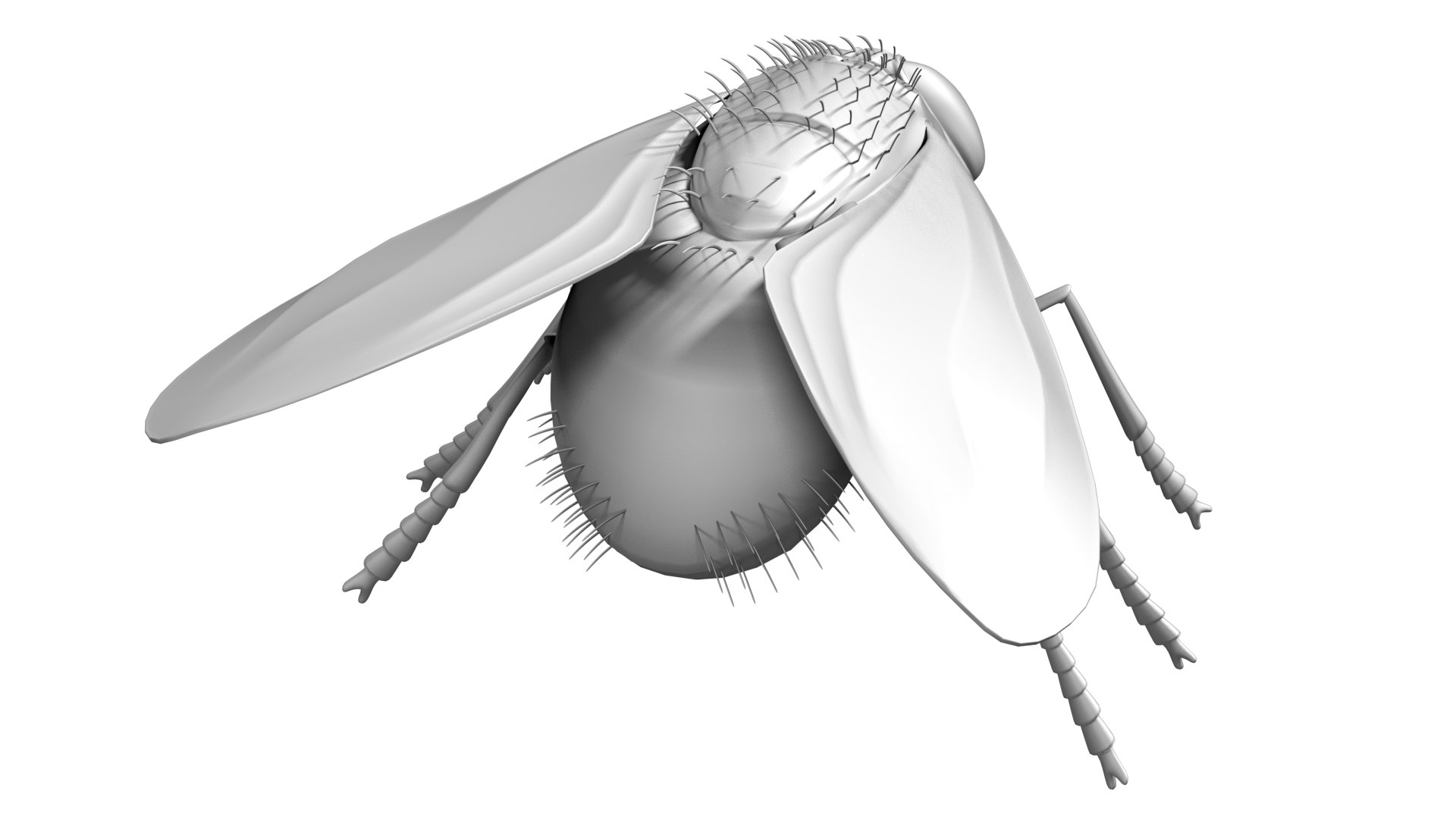 3D Fly - TurboSquid 1767498