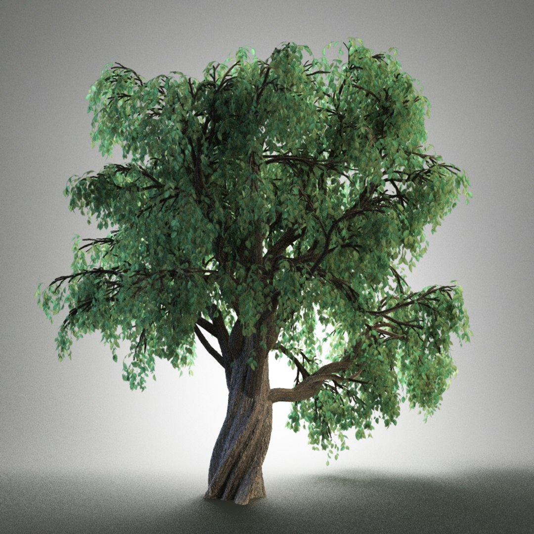 3d Old Tree Model