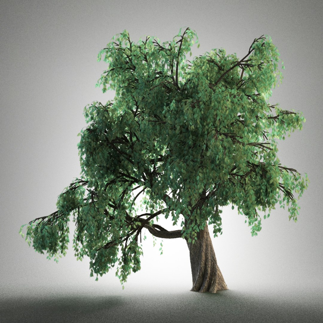 3d Old Tree Model