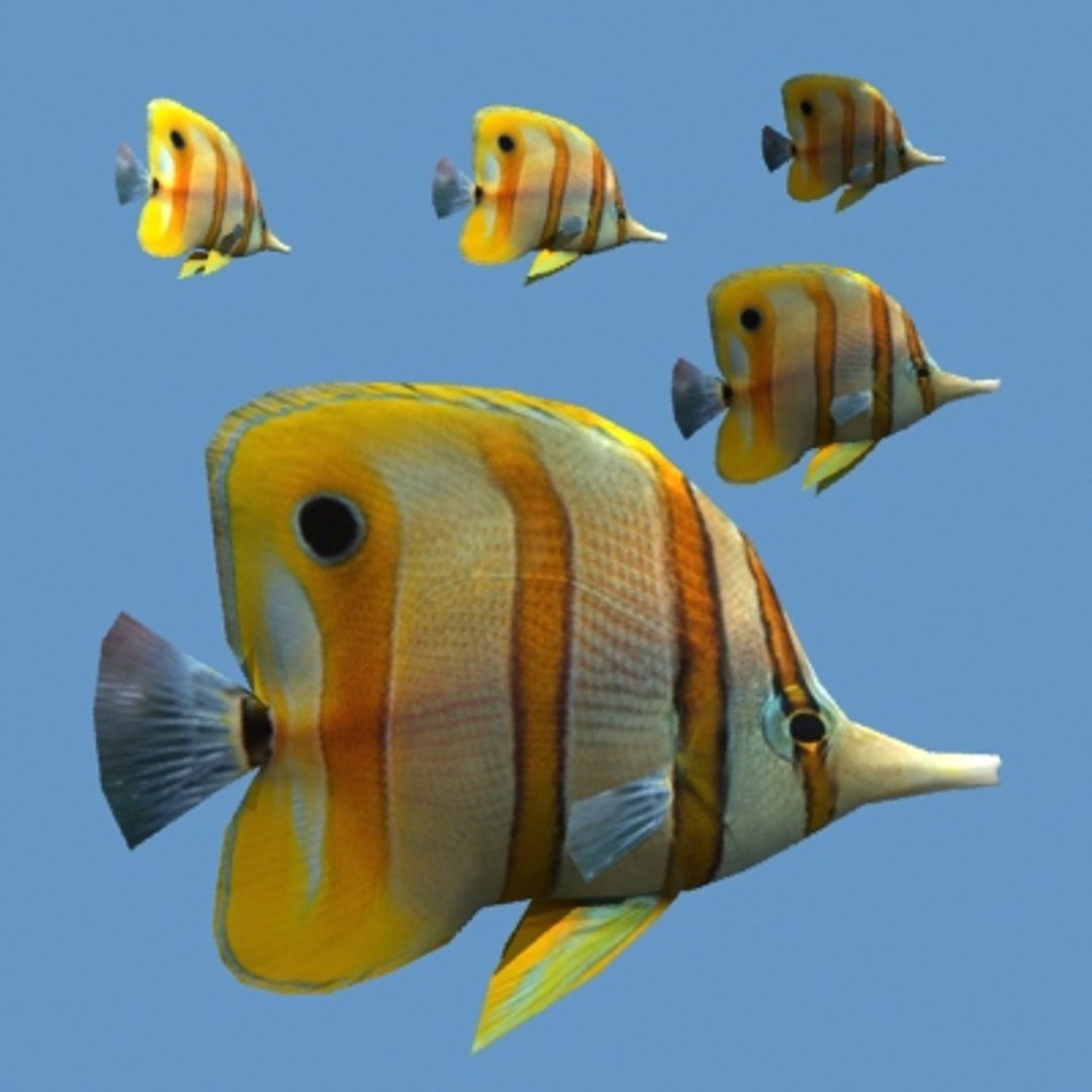 Goldfish Fish Gold 3d Model