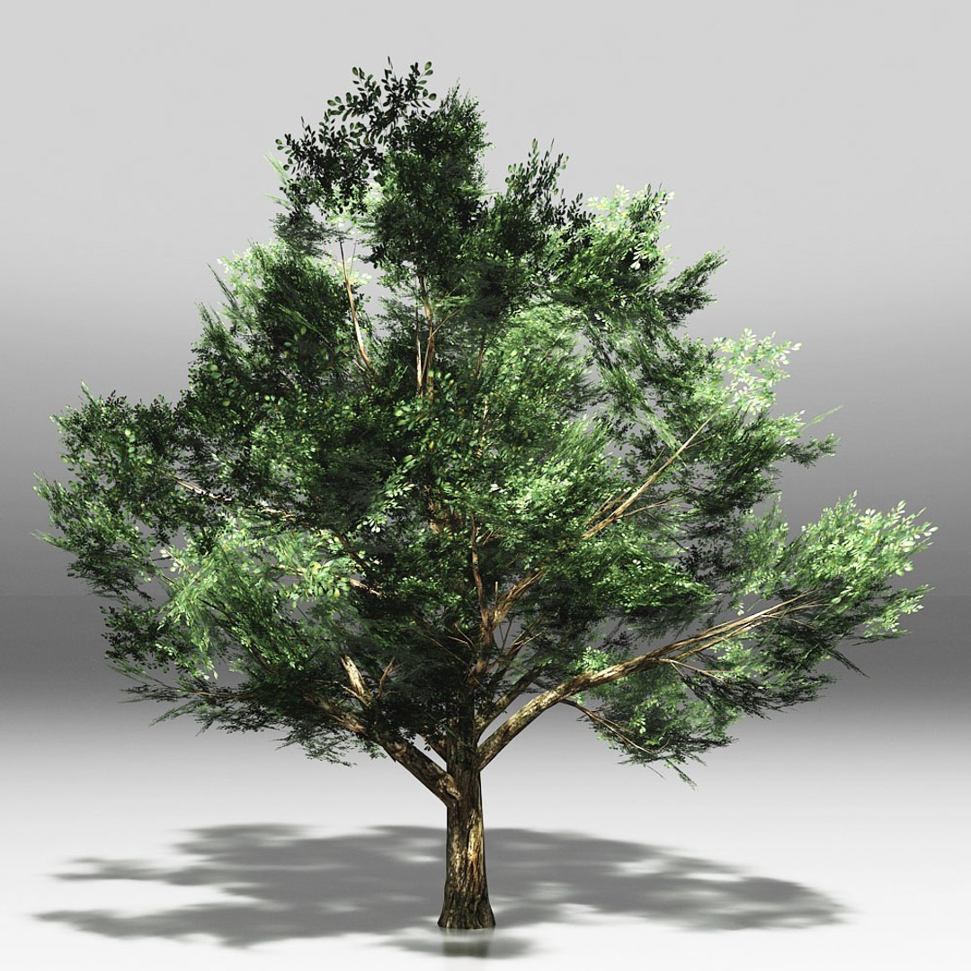 10 Trees Maple Pine 3d Max