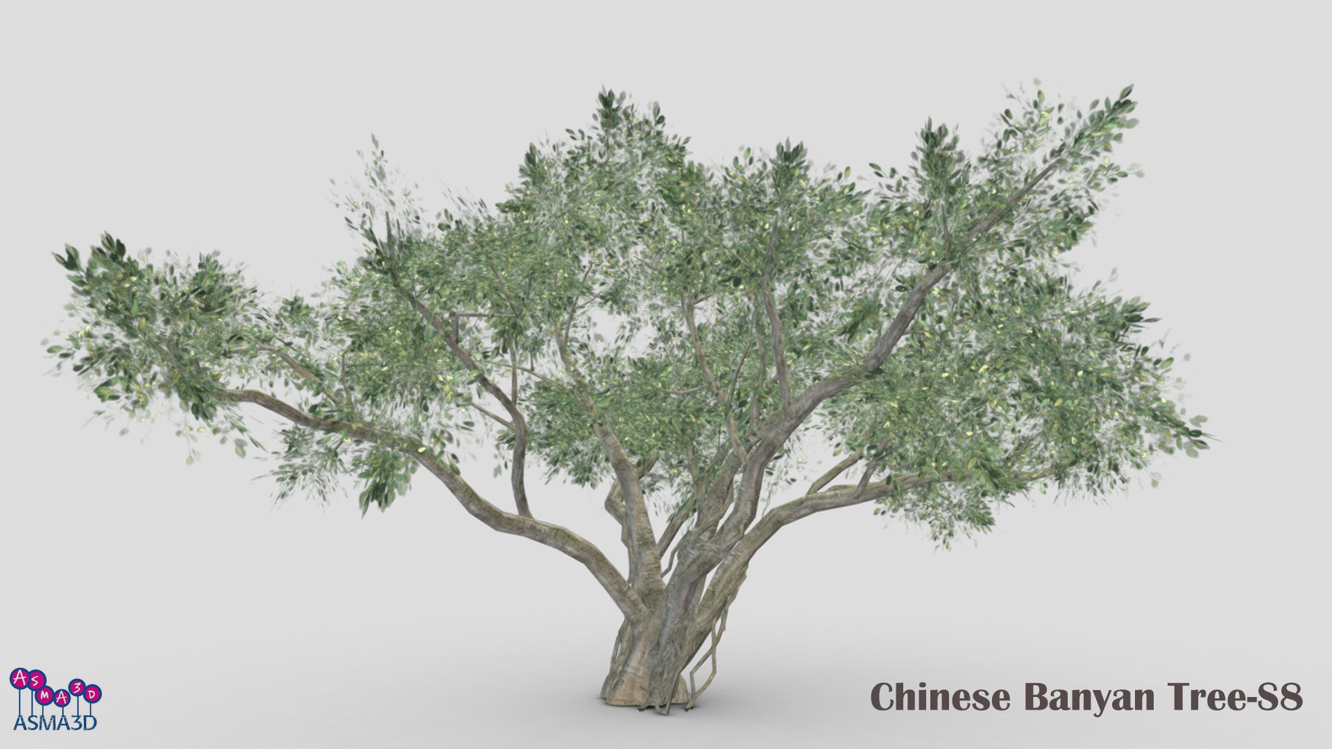 Chinese Banyan Tree-S8 3D - TurboSquid 2203250