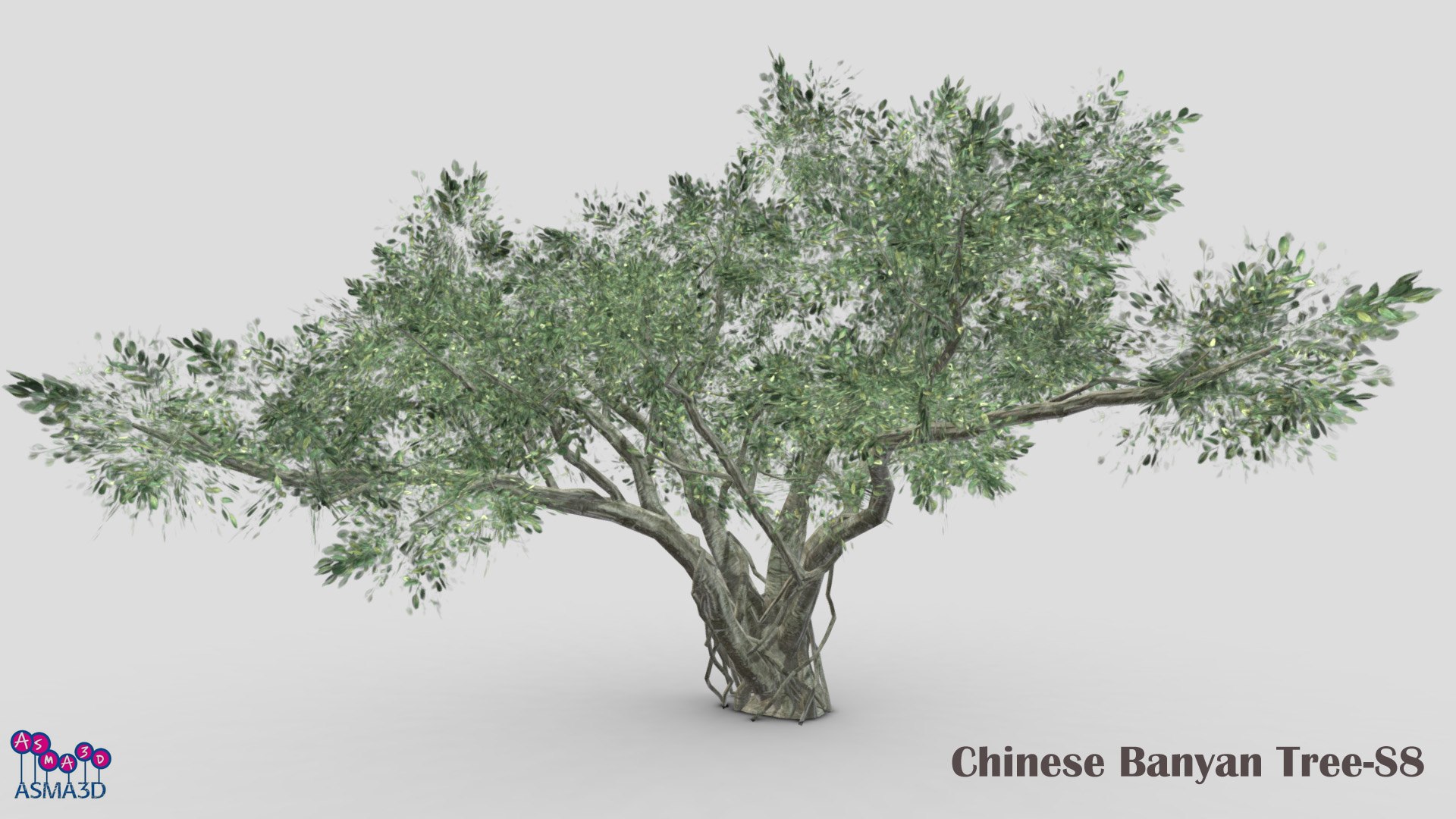 Chinese Banyan Tree-S8 3D - TurboSquid 2203250