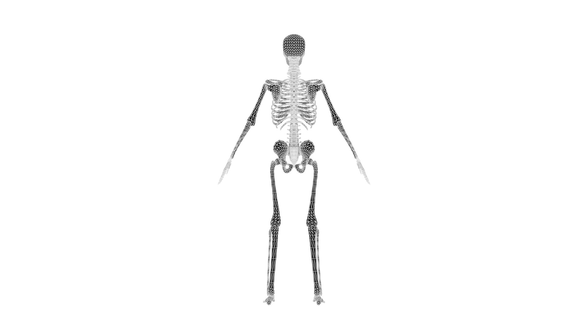 Human Skeleton 3D Model - Realistic Human Intestines Anatomy Model ...