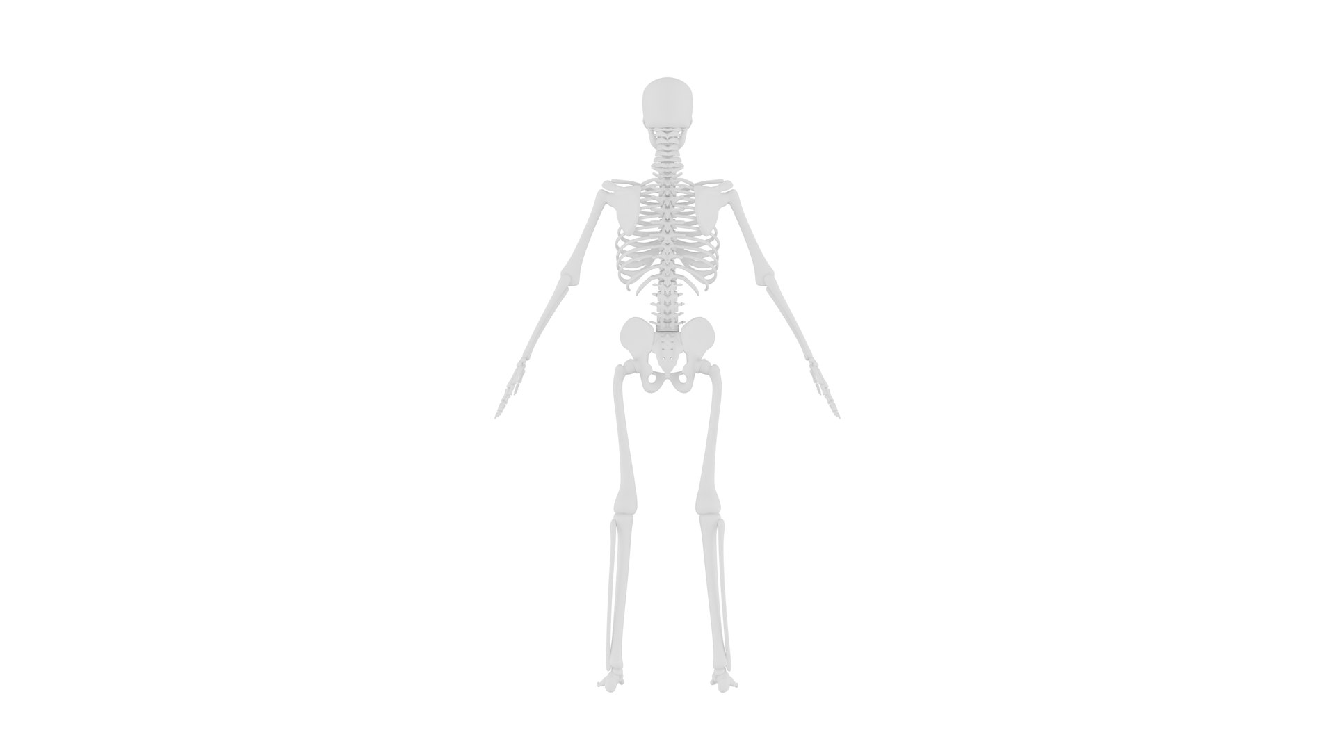 Human Skeleton 3D Model - Realistic Human Intestines Anatomy Model ...